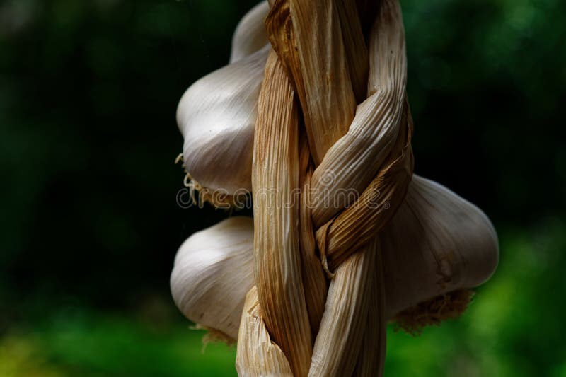 A Garlic Plait Hangs, Drying Stock Photo - Image of ingredient, ajoene ...