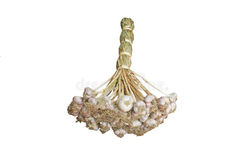 Garlic Plant Isolated on White Background Stock Photo - Image of crop ...