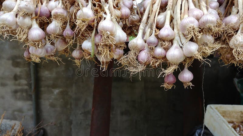 Garlic, Plant, Onion, Onion Genus Picture. Image: 133773634