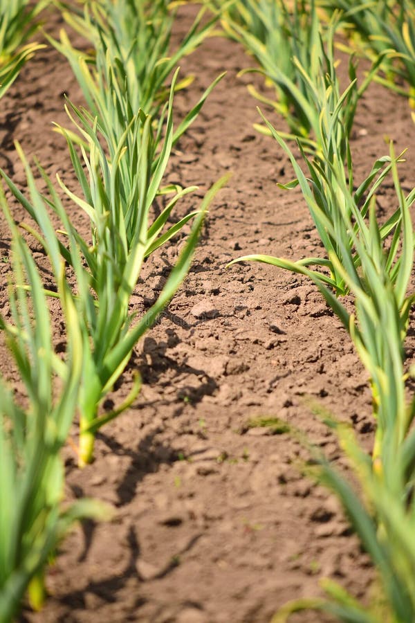 Garlic Plantation. Rows of Plants in the Field Stock Photo - Image of ...