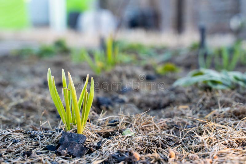 Garlic Planted in the Fall in the Garden Grew in the Spring, Close-up ...