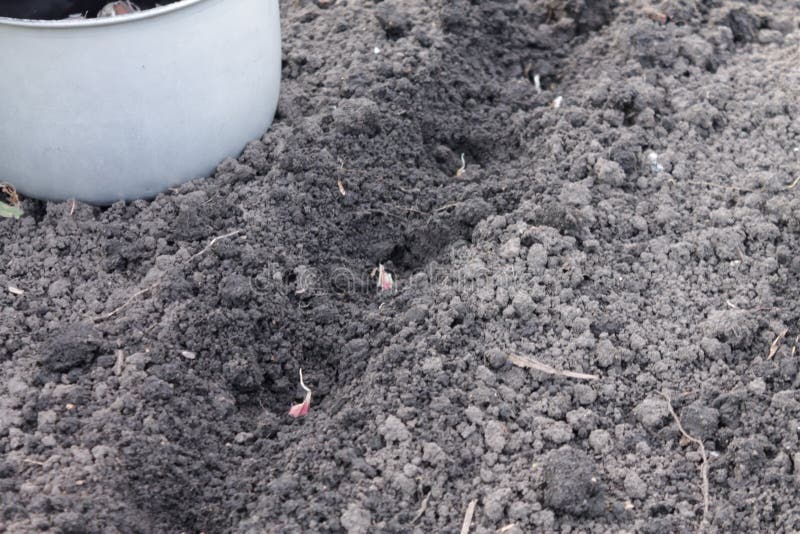 Garlic for Planting in Open Ground. Garlic Cloves Stock Photo - Image ...