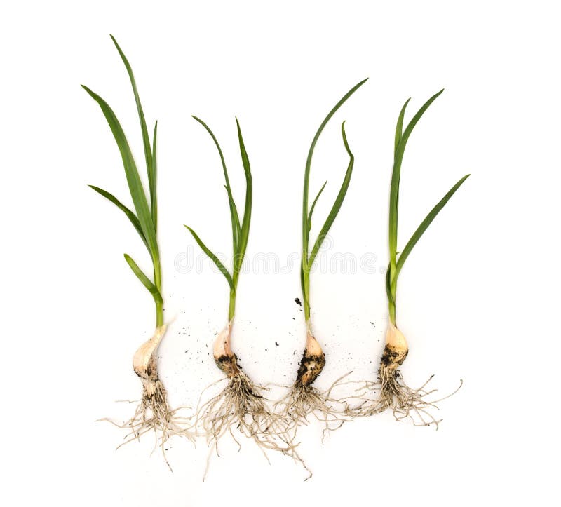 15+ Background plants roots white Free Stock Photos - StockFreeImages