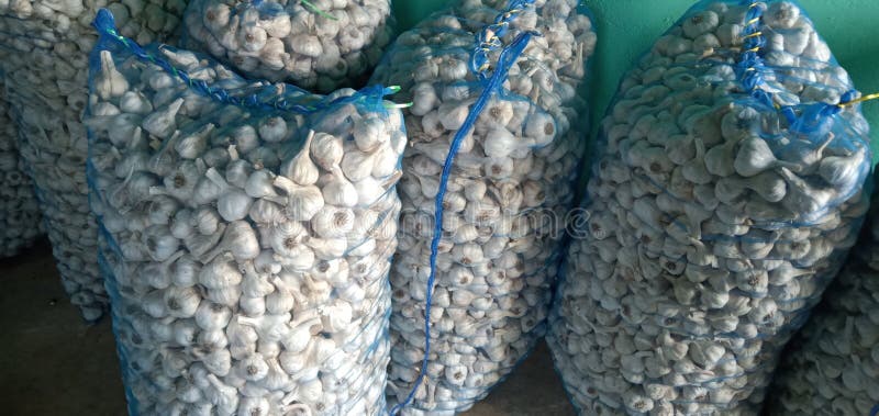 Garlic in plastic mesh bag stock image. Image of garlic - 197636729
