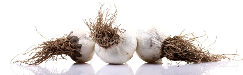 Garlic pods stock photo. Image of organic, nutrition - 17608964