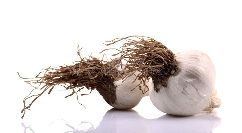 Garlic pods stock photo. Image of organic, nutrition - 17608964
