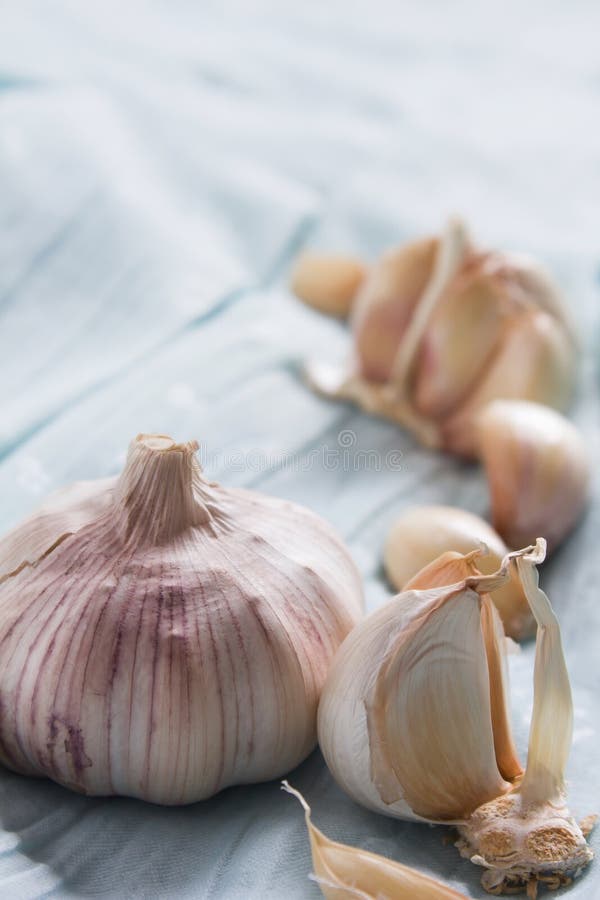 Garlic stock photo. Image of relish, eating, aromatic - 33784404