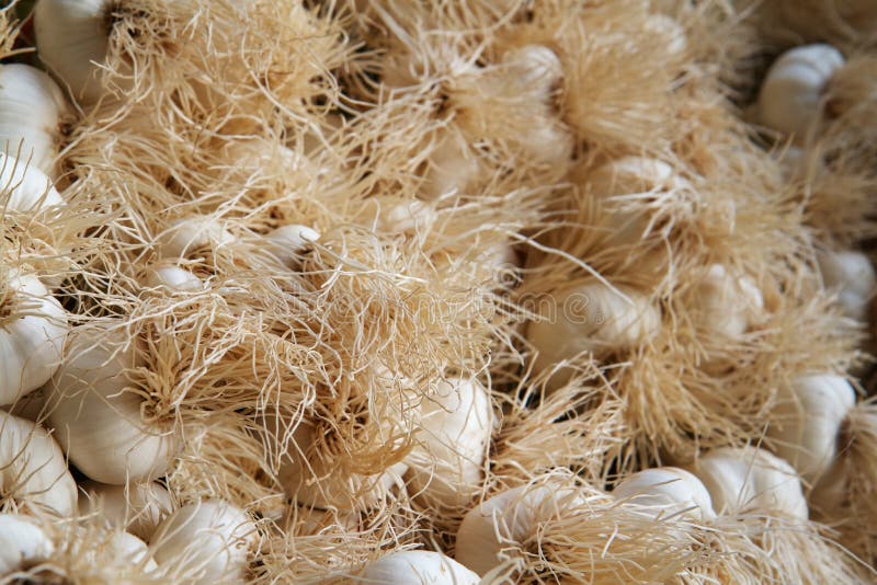 Garlic Roots stock photo. Image of flavor, vegetable - 14328268