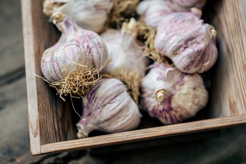 Garlic with Roots on a Wooden Container Stock Image - Image of ...