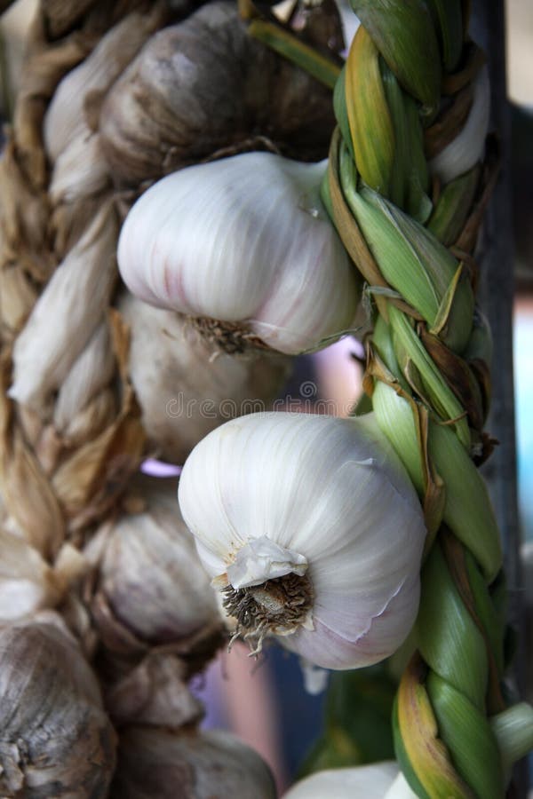 Garlic rope stock image. Image of healthy, seasoning, garlic - 5999271