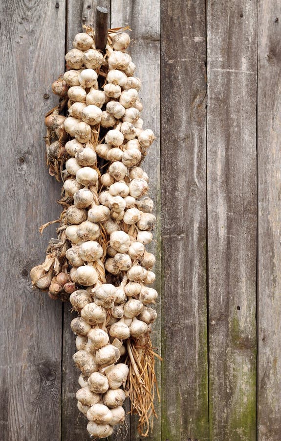 Garlic rope stock image. Image of garlic, tangled, flavor - 32720065