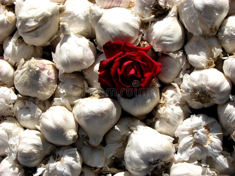 Garlic Rose stock photo. Image of diversity, medicinal - 2040120