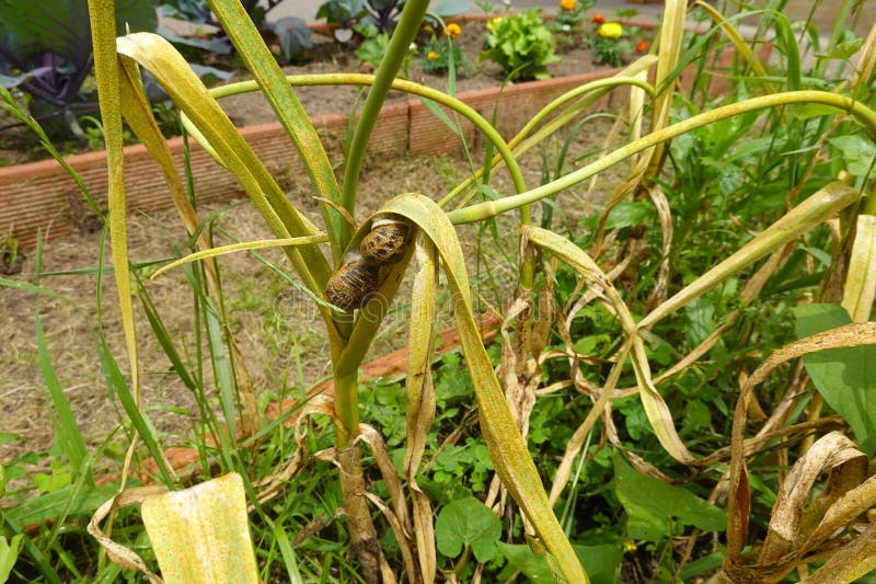 Garlic Rust Infecting Vegetable Garden Plants Stock Image - Image of ...