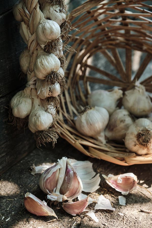 Garlic in a rustic basket. stock image. Image of fresh - 227472205