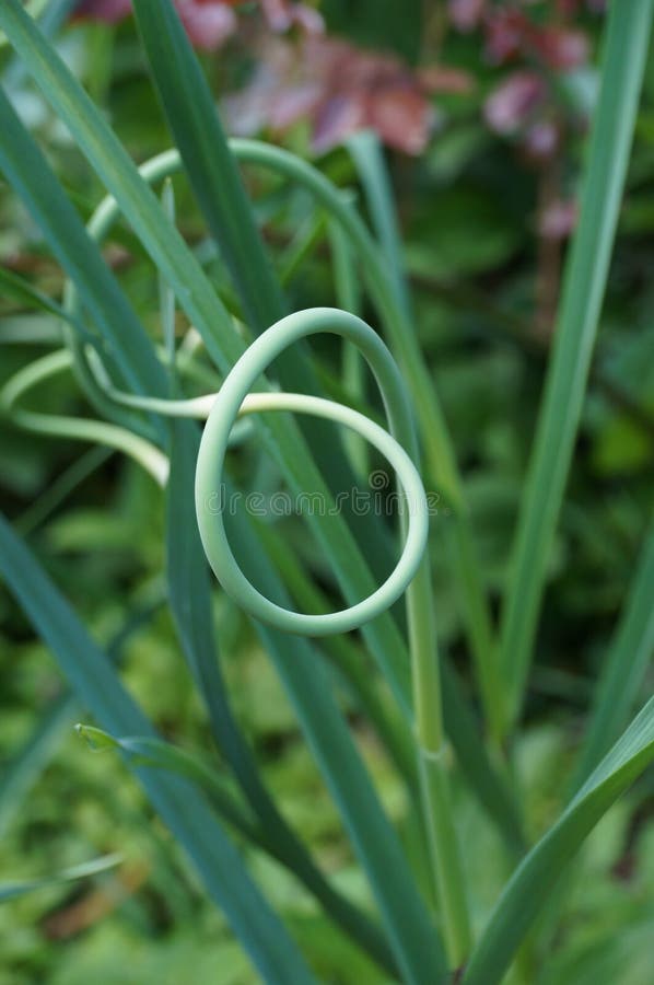 Garlic scape stock image. Image of tropical, close, white - 52560053