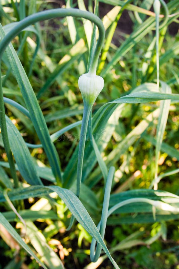 Garlic Seed (Allium Sativum) Stock Photo - Image of leaf, homemade ...