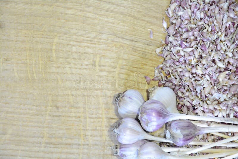 Garlic Seeds. Propagation of Garlic by Seeds Stock Photo - Image of ...
