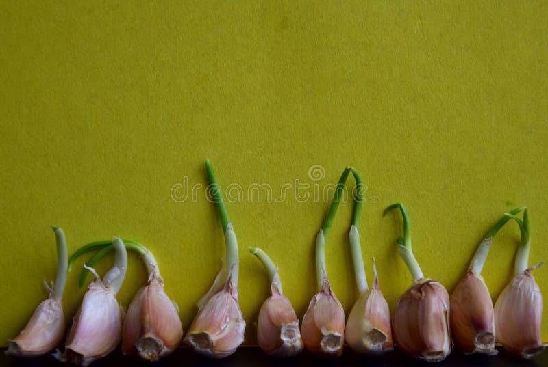 Garlic with Sharp Taste and Strong Specific Smell Stock Image - Image ...