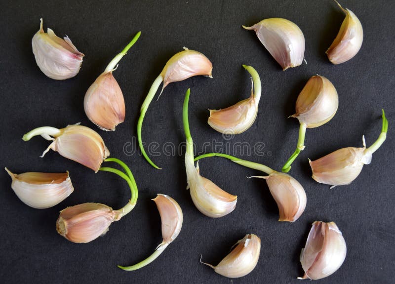 Garlic with Sharp Taste and Strong Specific Smell Stock Image - Image ...