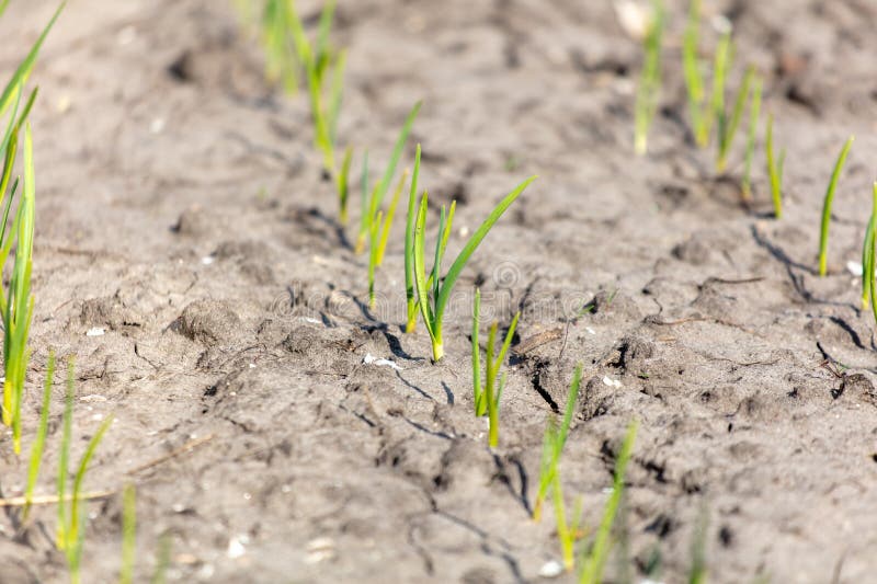 Garlic Shoots on the Ground in Spring Stock Image - Image of farming ...