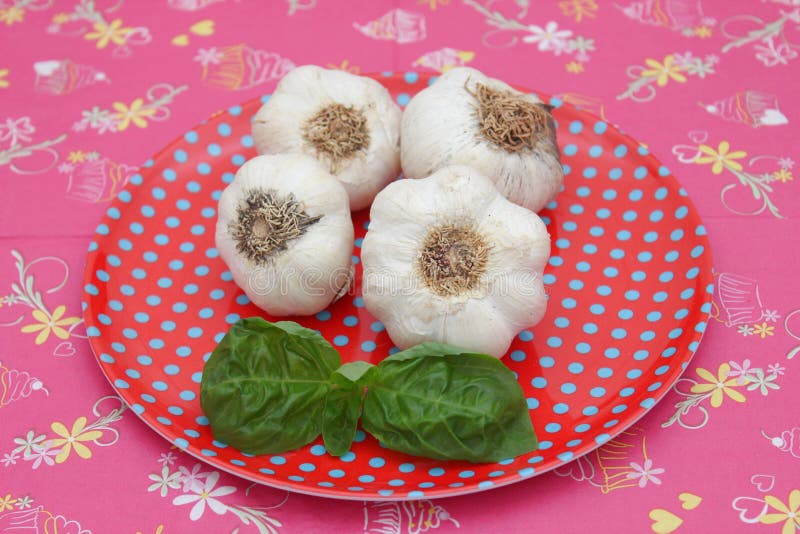 Garlic stock image. Image of roots, snack, commodity - 61803569