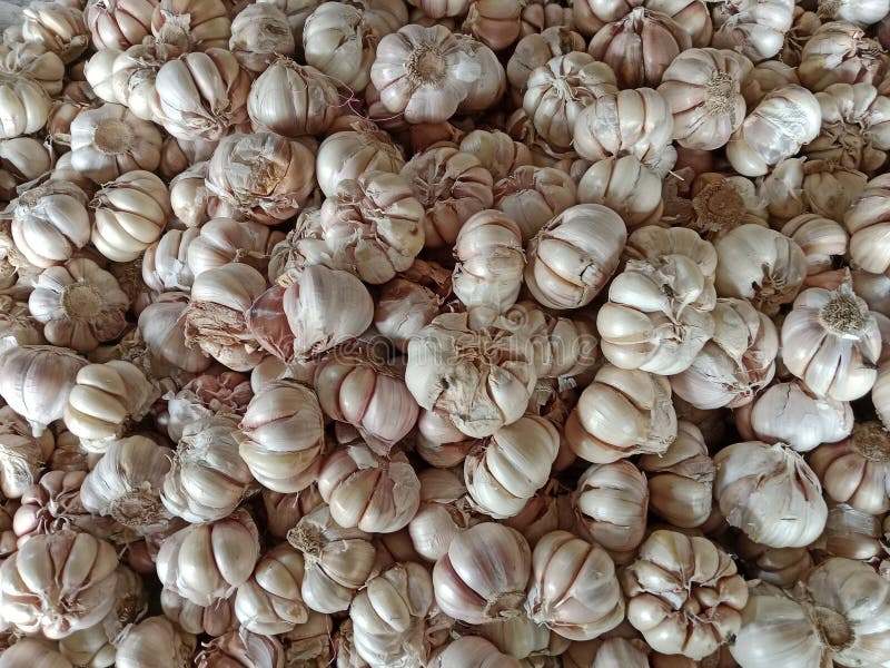 Garlic is a Spice that is Good for Health Stock Photo - Image of good ...