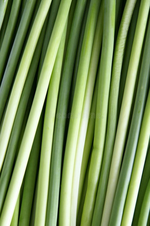 Garlic sprout stock photo. Image of stem, sprout, eating - 17677650
