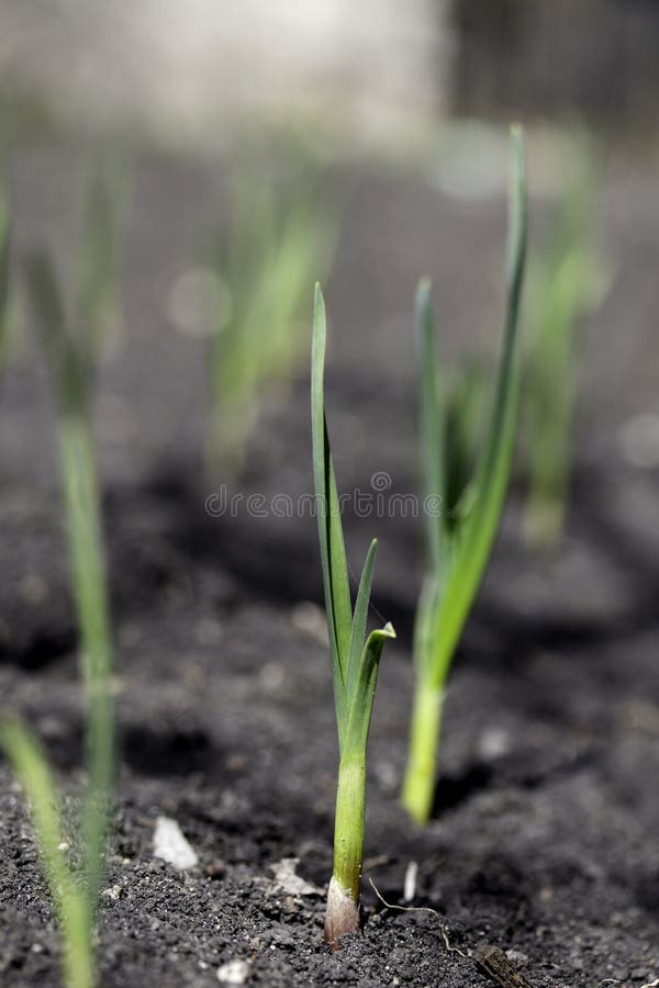 Garlic Sprout Grows from the Earth Stock Photo - Image of natural, food ...