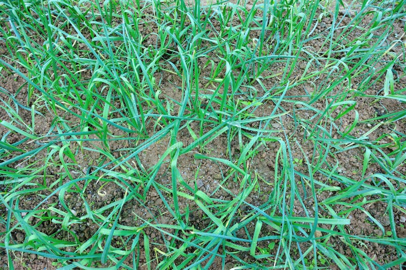 Garlic Sprout in Growth at Vegetable Garden Stock Photo - Image of ...
