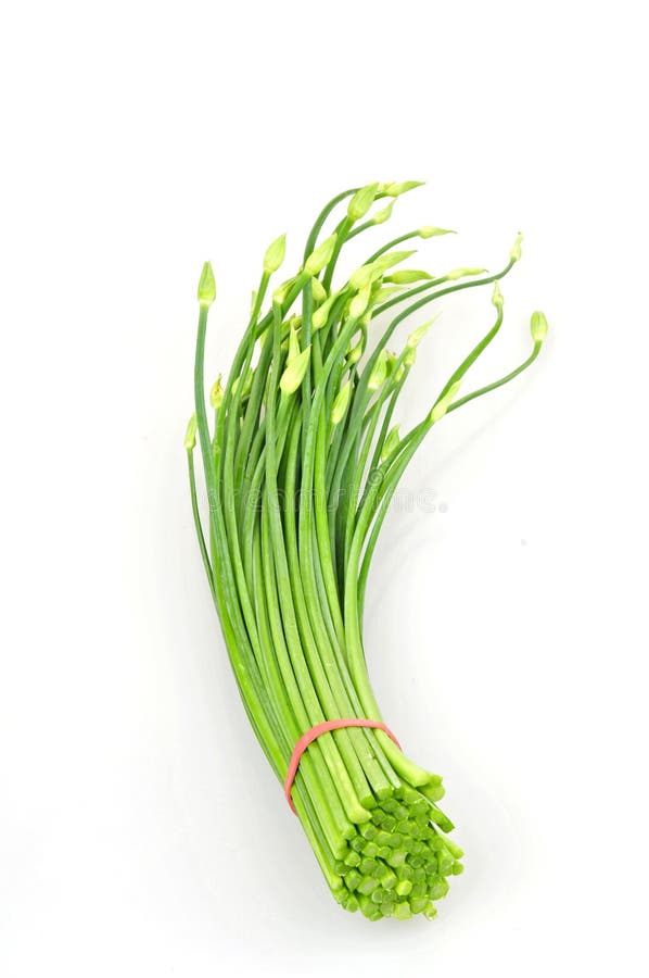 Garlic Sprout of Isolated on a White Background Stock Photo - Image of ...