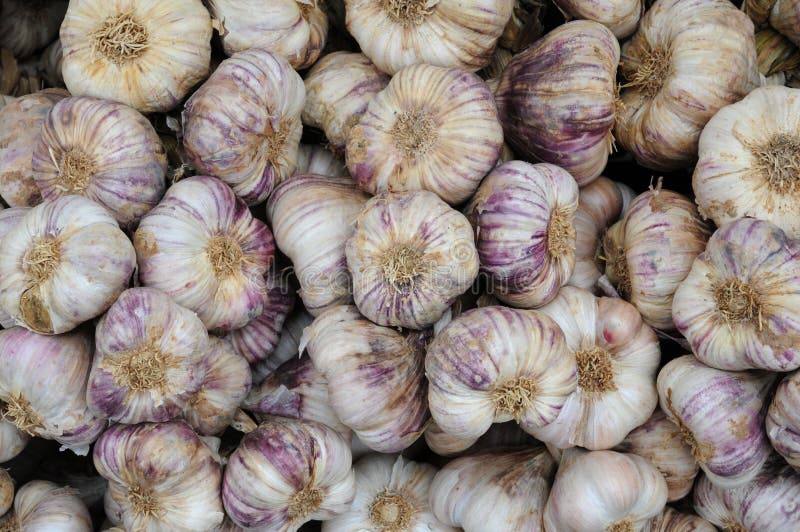 Close up of garlic stock image. Image of flavor, seasoning - 219845145
