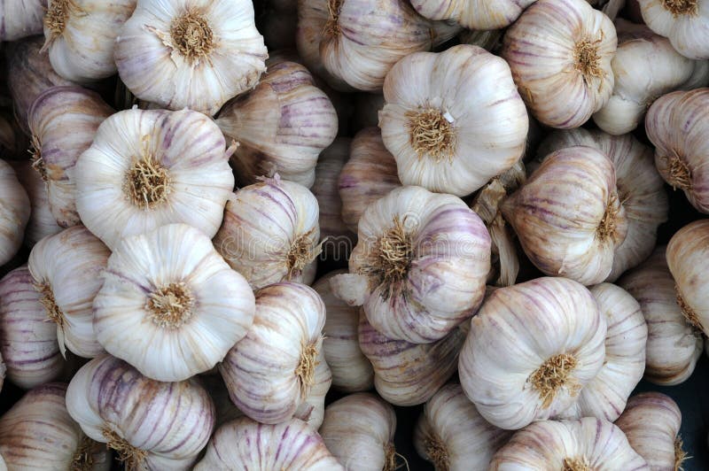 Close up of garlic stock photo. Image of gourmet, flavor - 219862992