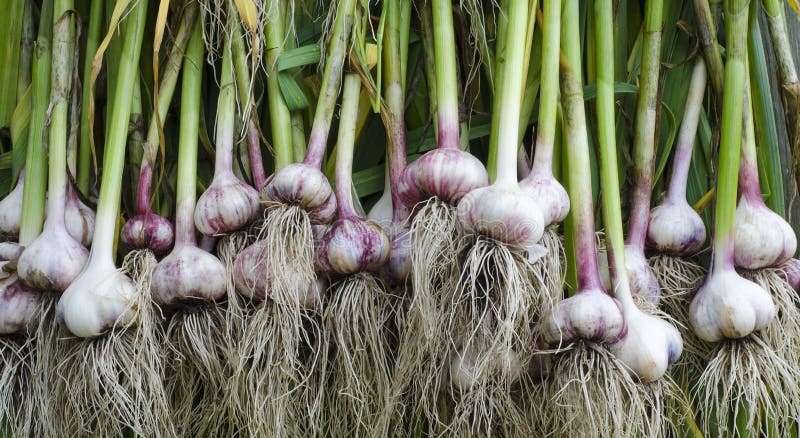 Garlic stem root stock photo. Image of root, gardening - 59611406