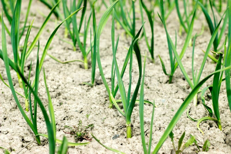 Garlic stems in spring stock image. Image of flowerbed - 93158933