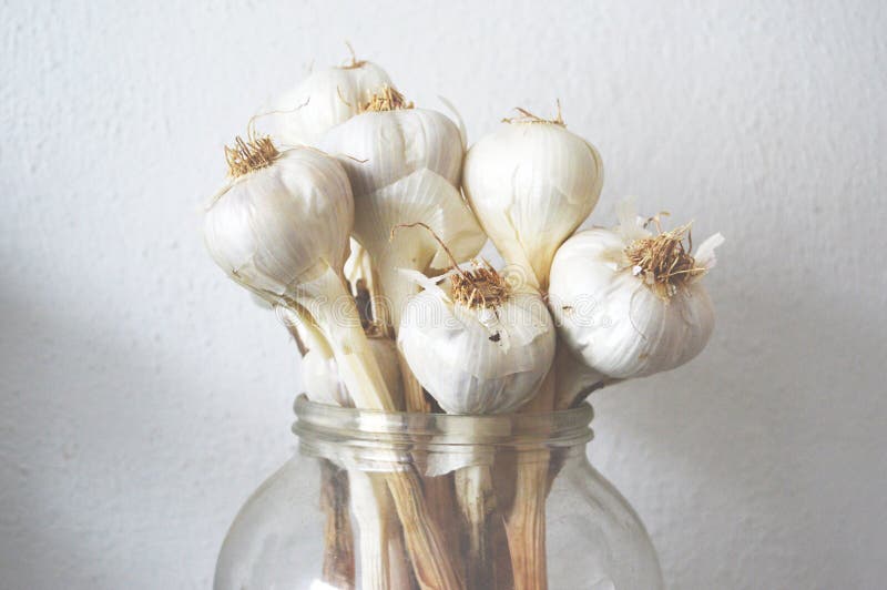 Garlic sticks stock photo. Image of stored, ingredients - 163557158