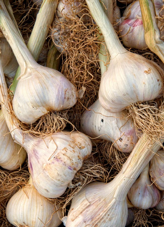 Garlic stock photo. Image of bulbs, ingathering, spice - 10318338