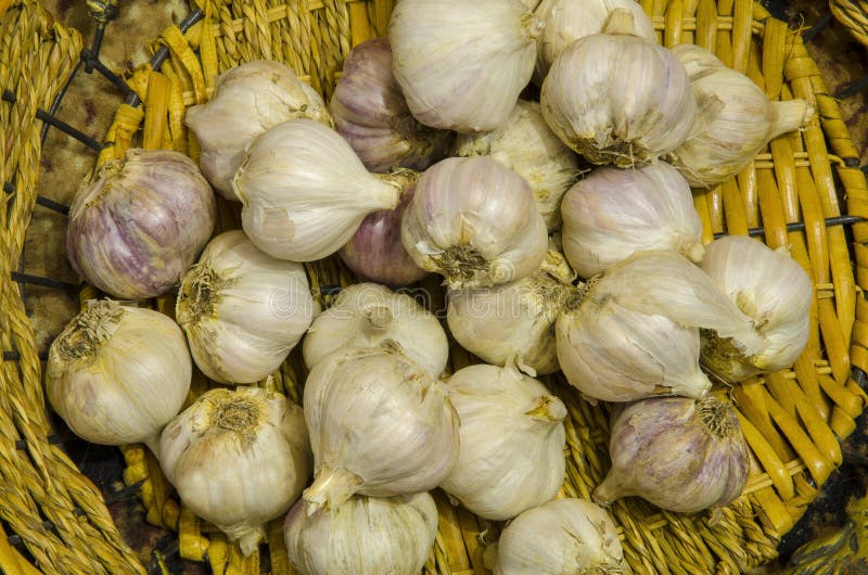 Garlic still life. stock image. Image of fresh, heads - 106126167