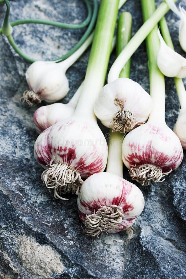 Garlic on a stone stock image. Image of italian, cloves - 56927531