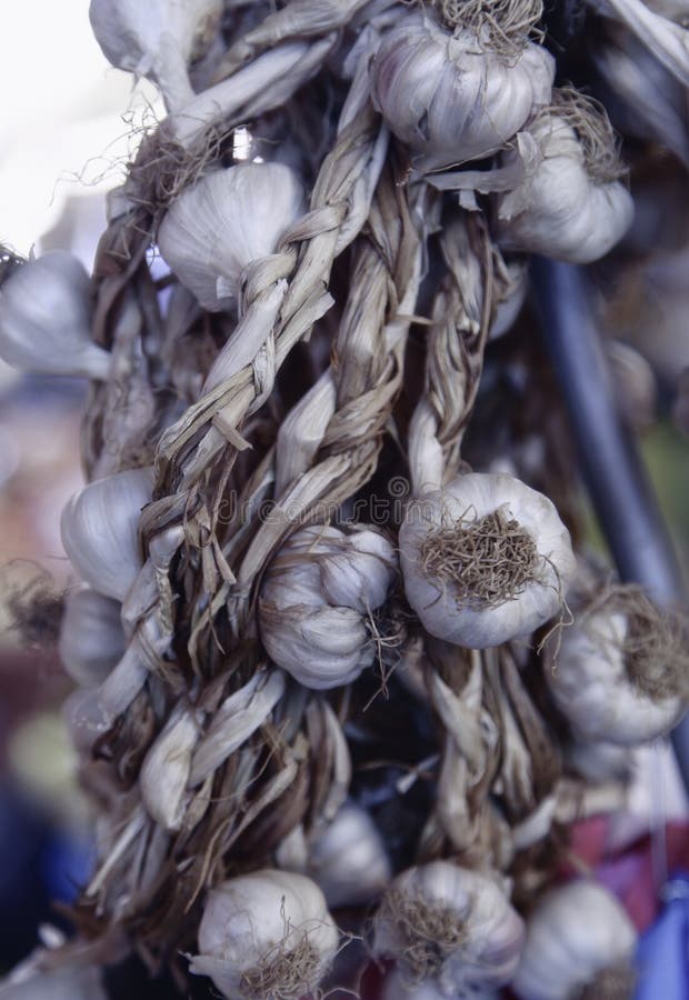 Garlic string stock image. Image of healthy, drinks, vegetarian - 15677725