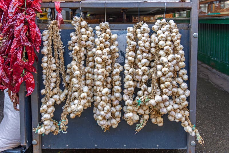Garlic in Strings stock photo. Image of 2022, winter - 264909972