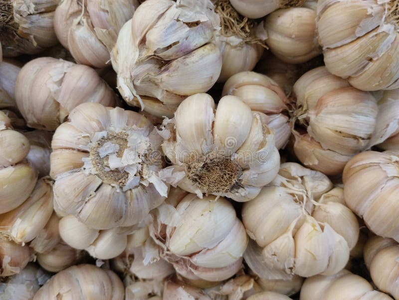 Garlic Taken from Close Range Stock Image - Image of garlic, range ...