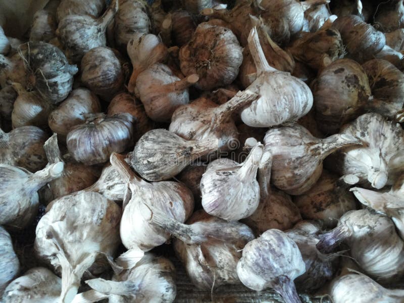 Garlic texture stock image. Image of garden, texture - 98638895