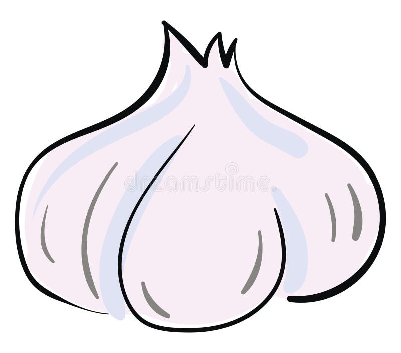 Garlic, Vector or Color Illustration Stock Vector - Illustration of ...