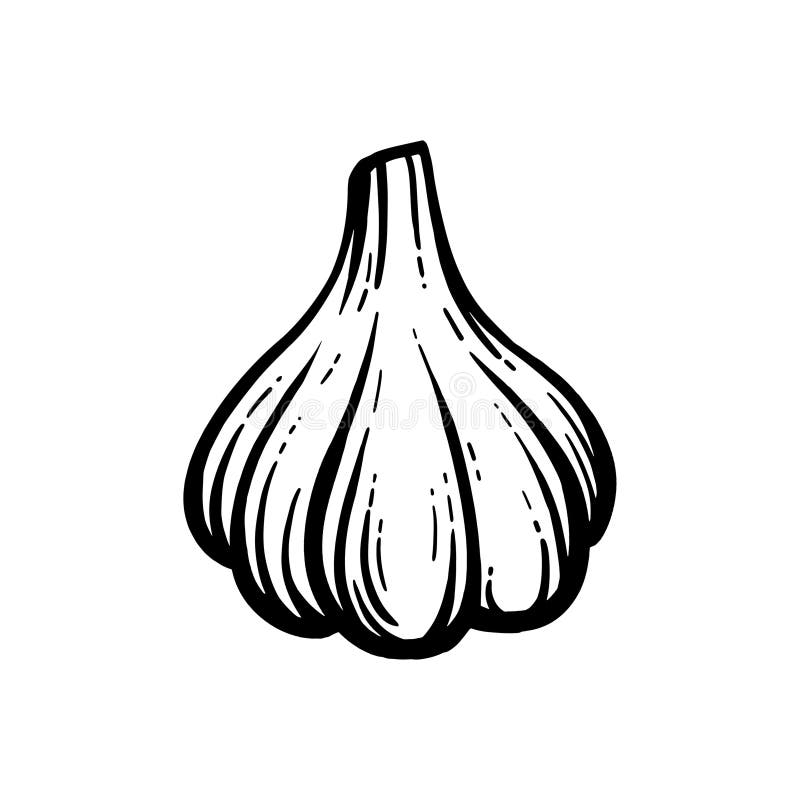 Garlic Vector. Hand-drawn. Head of Garlic Isolated Background. Stock ...