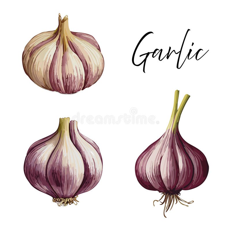 Garlic vector illustration stock vector. Illustration of drawing ...