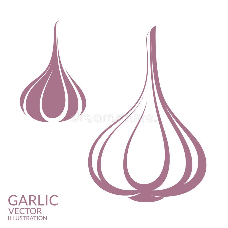Garlic stock vector. Illustration of vegetable, vegetarian - 56308508