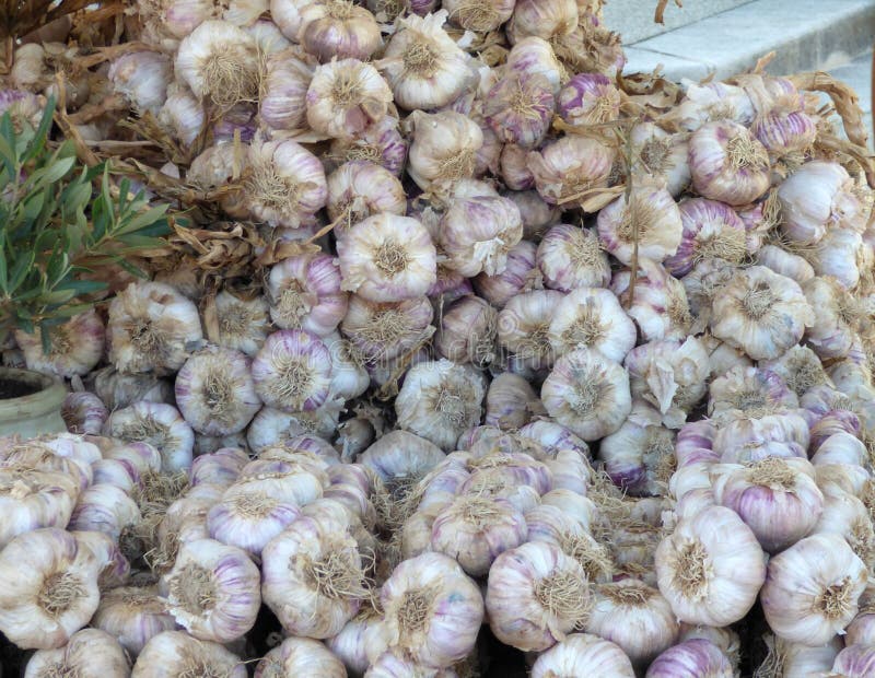 Garlic, Vegetable, Produce, Food Picture. Image: 132861257