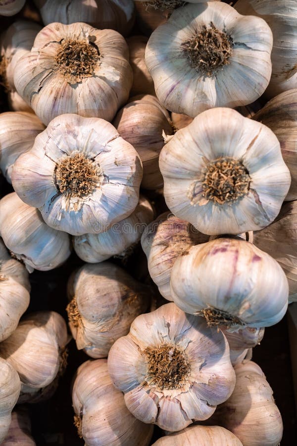 Garlic - vegetables stock photo. Image of vegetable - 269065514