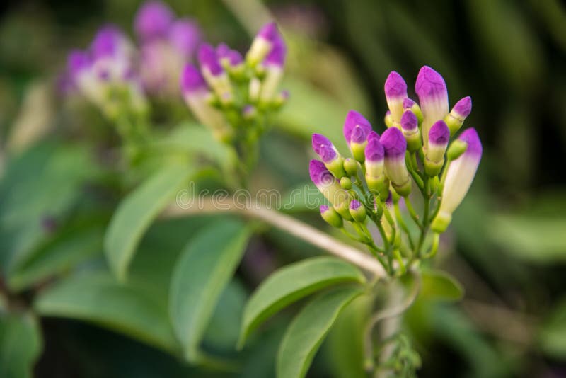 Garlic vine flower stock image. Image of purple, mansoa - 45681411