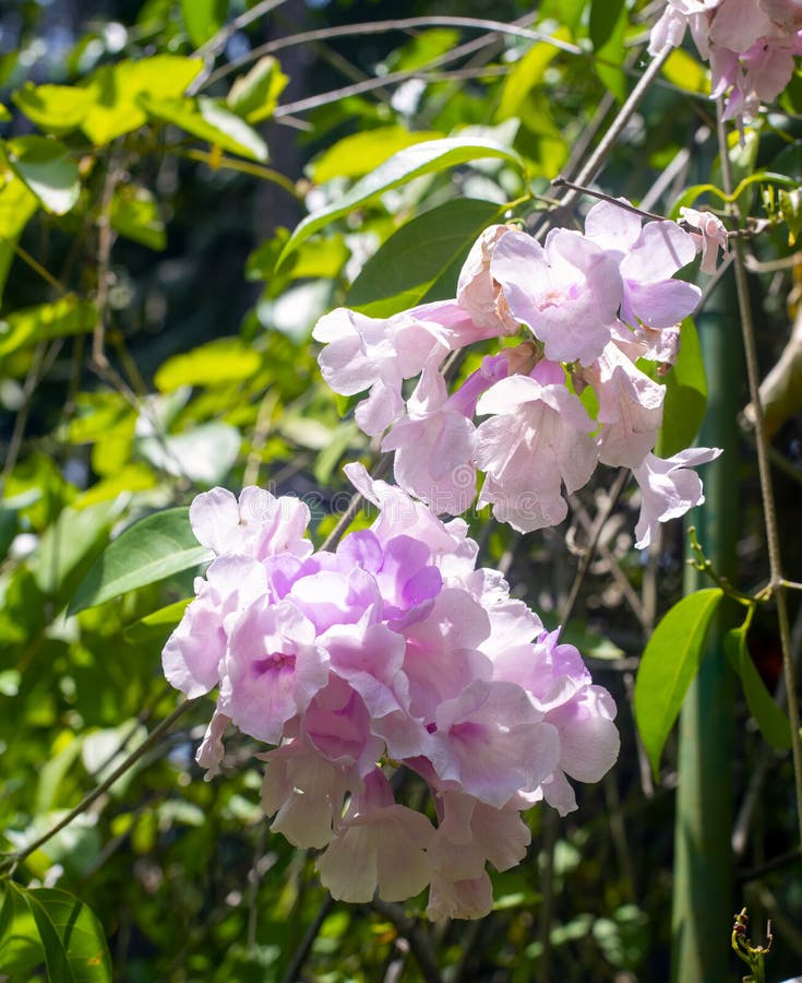Garlic Vine Flower or Mansoa Alliacea. Close Ups Stock Photo - Image of ...